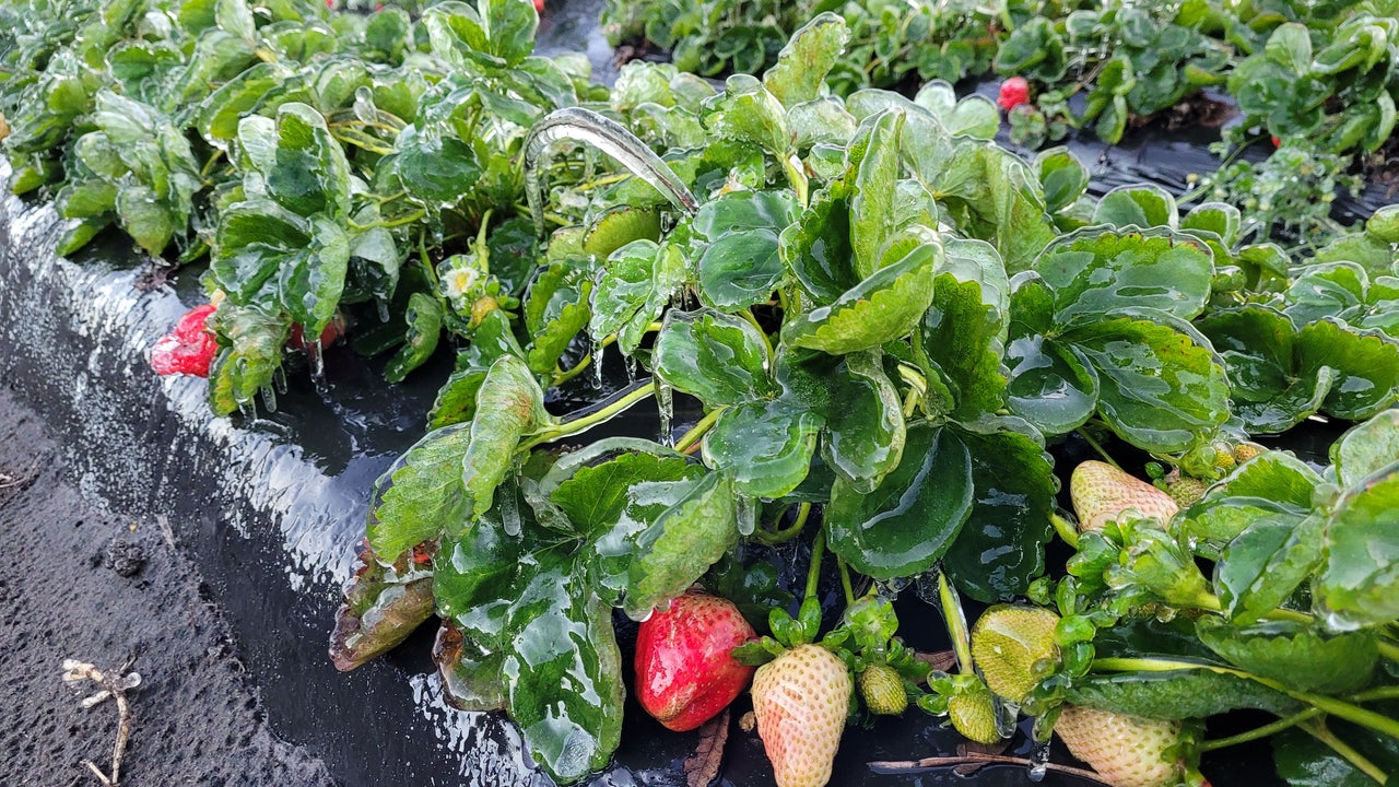 Farmers keep close eye on crops as freezing temperatures impact Florida ...