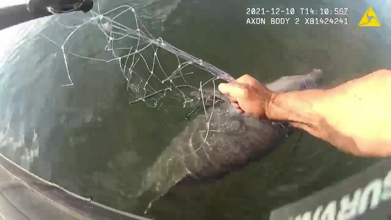 South Florida police officer rescues young dolphin trapped in fishing ...