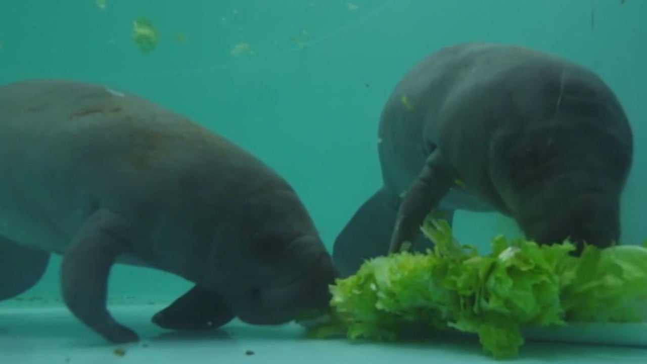 Manatee Eating Seagrass