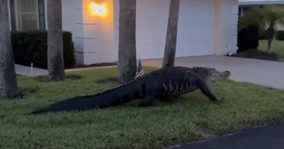 Massive alligator takes an Easter stroll in Florida | FOX 35 Orlando