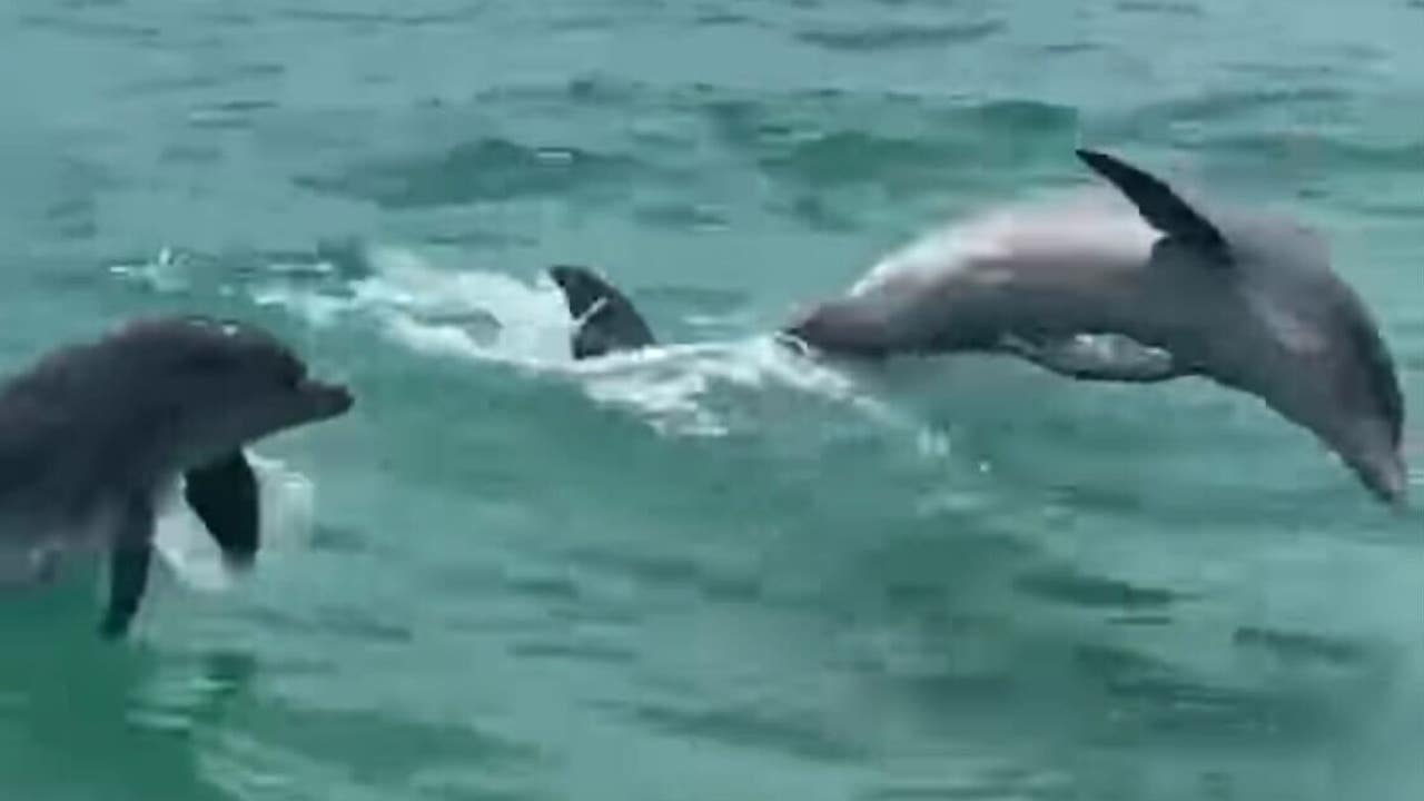 WATCH: Dolphins follow Florida police boat | FOX 35 Orlando