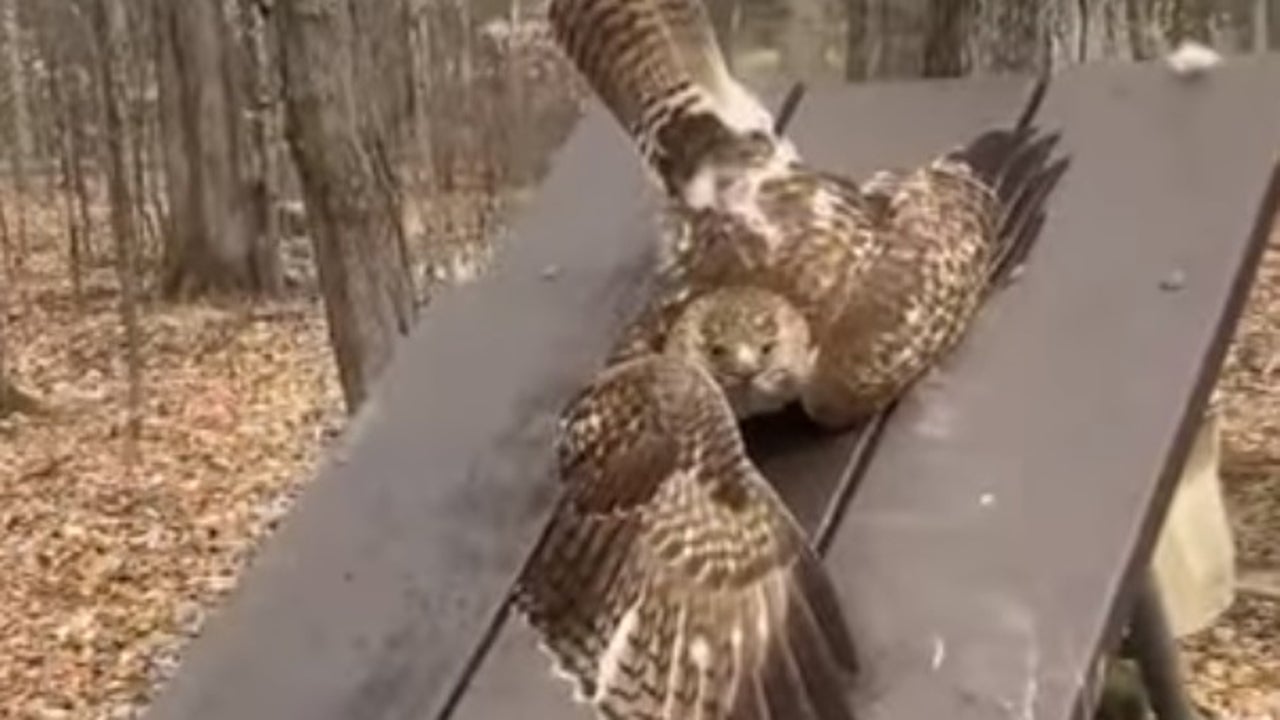 Watch: 'Angry' hawk stuck in table at park gets rescued | FOX 35 Orlando