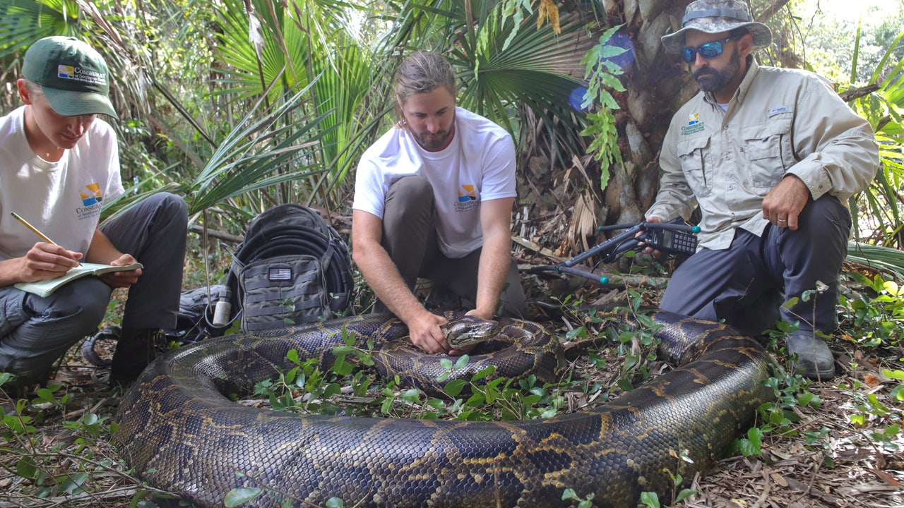 Florida biologists discuss capture of largest python on state record ...