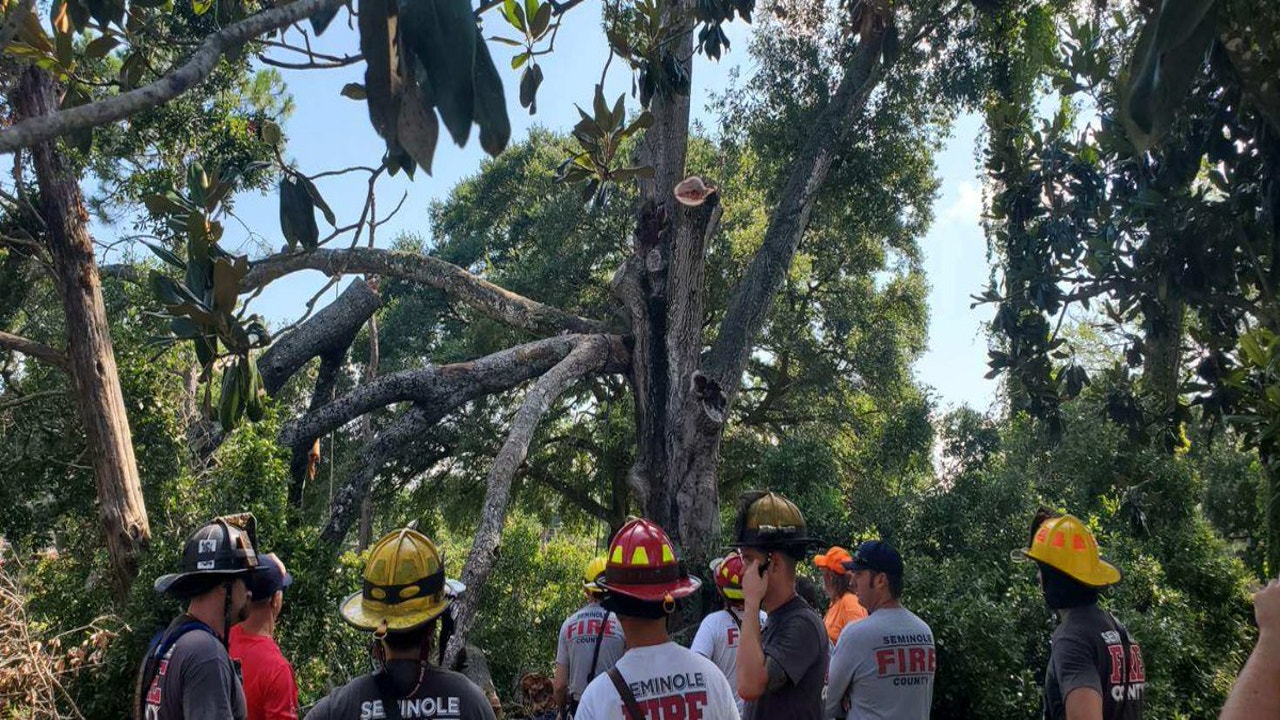 Firefighters rescue tree trimmer pinned under branch while several feet ...