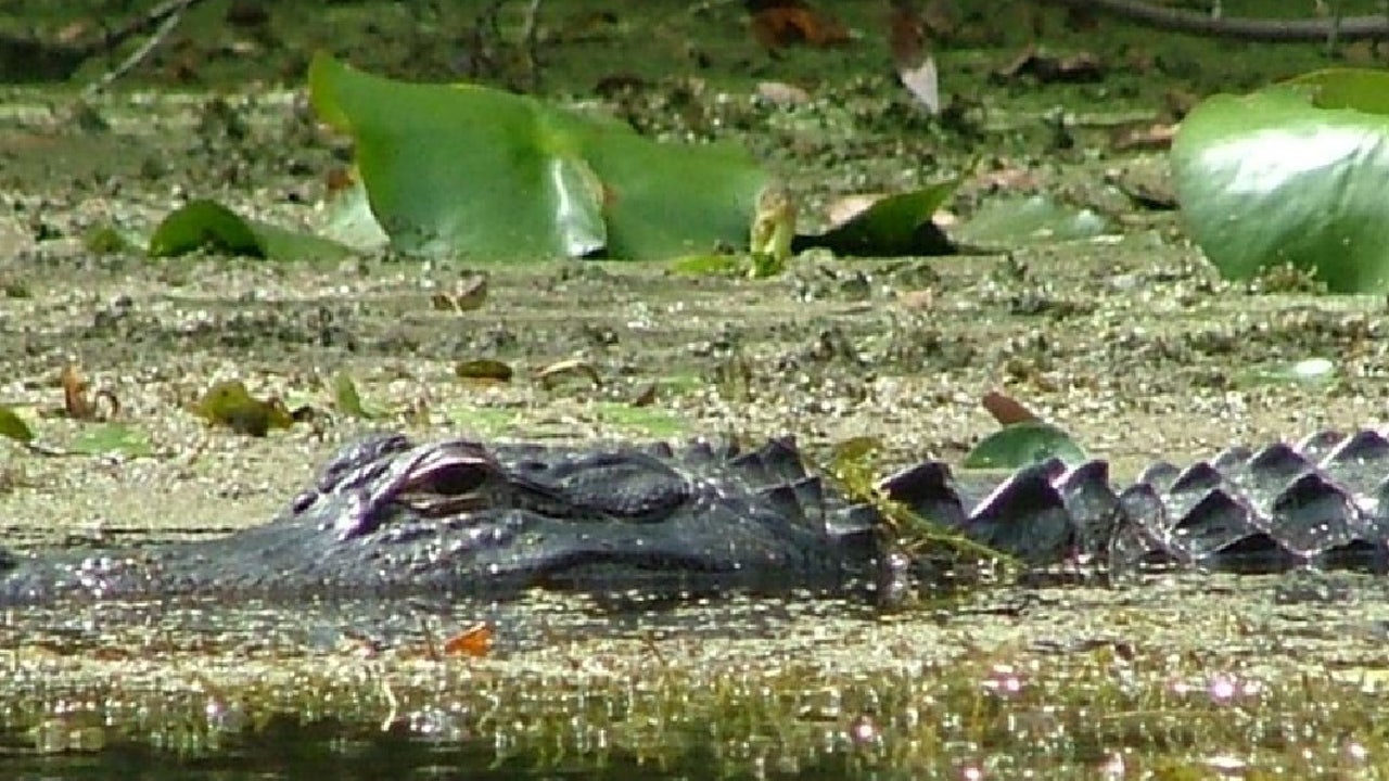 Woman killed by alligators after falling into Florida pond at country ...