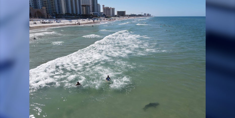 Beach Aerial View Shark