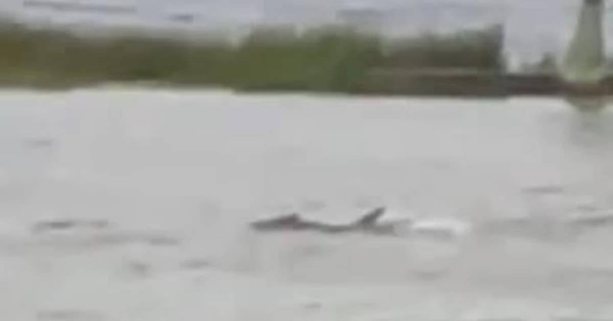 Video shows 'shark' swimming in flooded Florida neighborhood after ...
