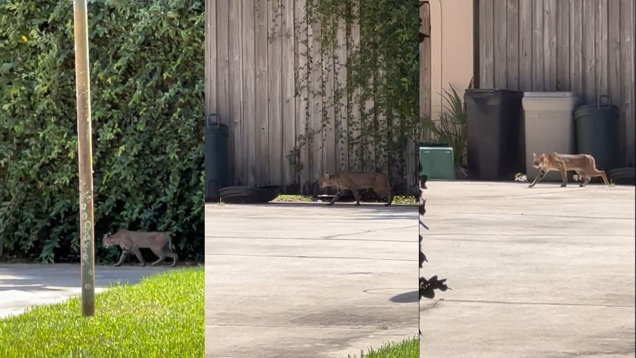 WATCH: Bobcat spotted in Central Florida neighborhood | FOX 35 Orlando