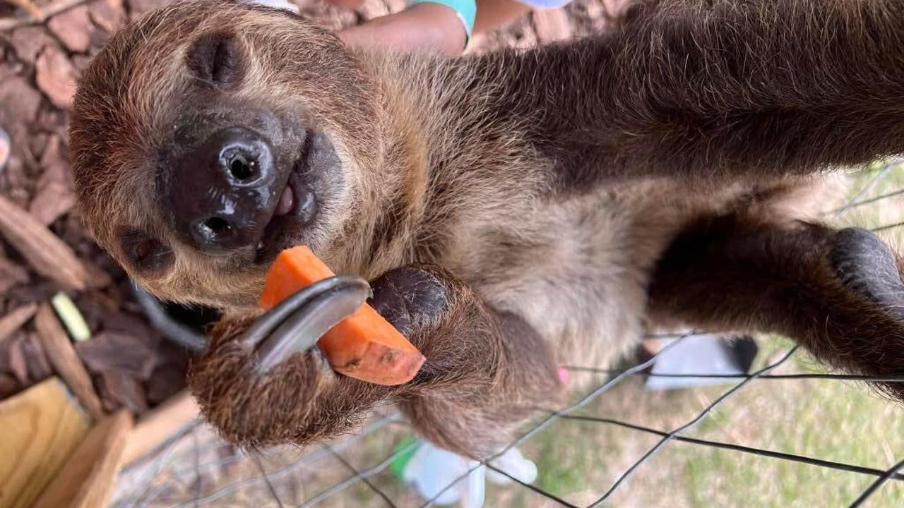 Florida sloth farm offering great views of Artemis launch while hanging ...