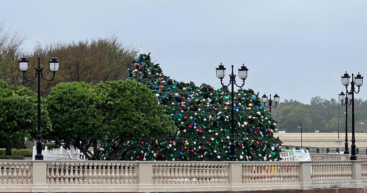 60-foot Christmas tree toppled by Hurricane Nicole at Cranes Roost Park ...