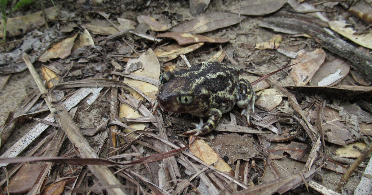 Why are frogs invading this Central Florida neighborhood? | FOX 35 Orlando