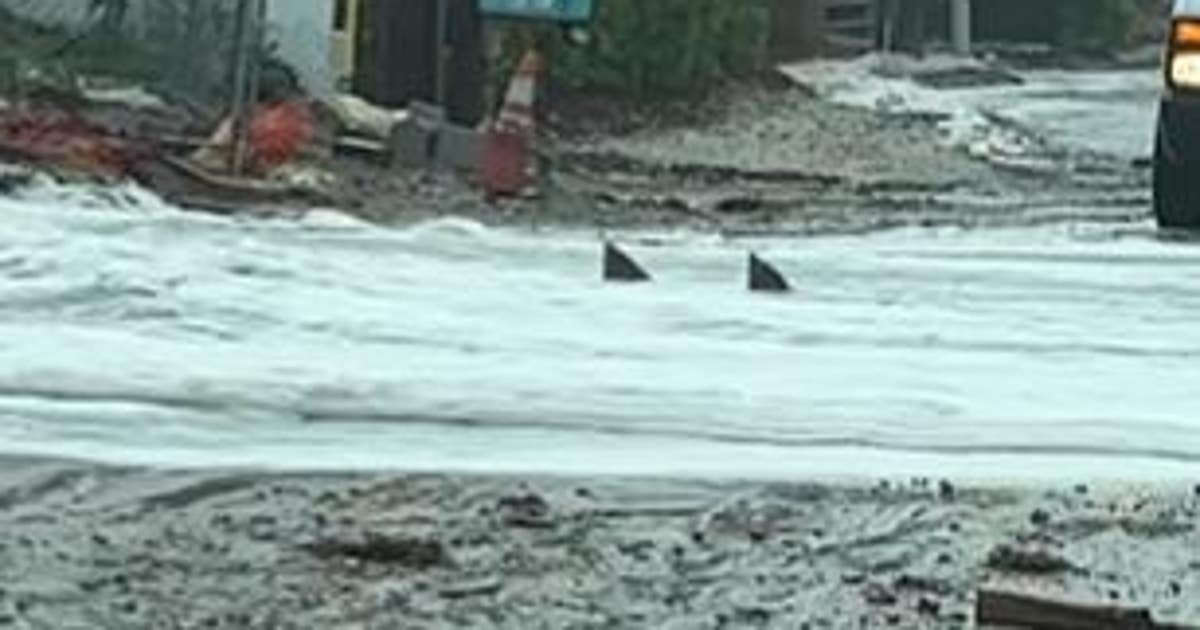 Video of 'sharks' swimming in Florida road during Tropical Storm Nicole ...