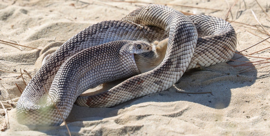 Burmese Python Eating Rabbit