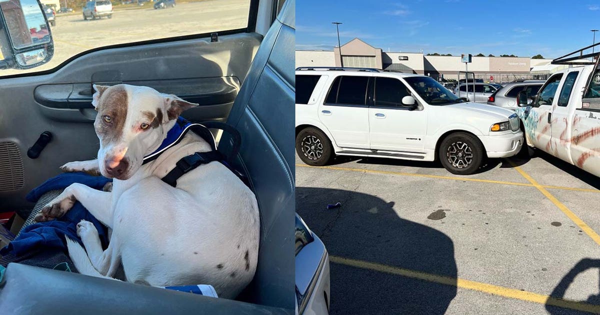 'Reckless driver' turns out to be dog behind wheel of Texas parking lot ...