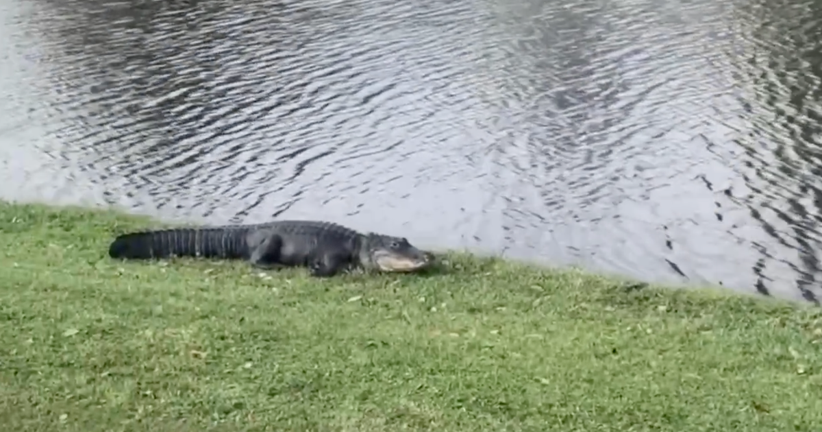 VIDEO: Florida gator spotted 'guarding' ball on golf course | FOX 35 ...