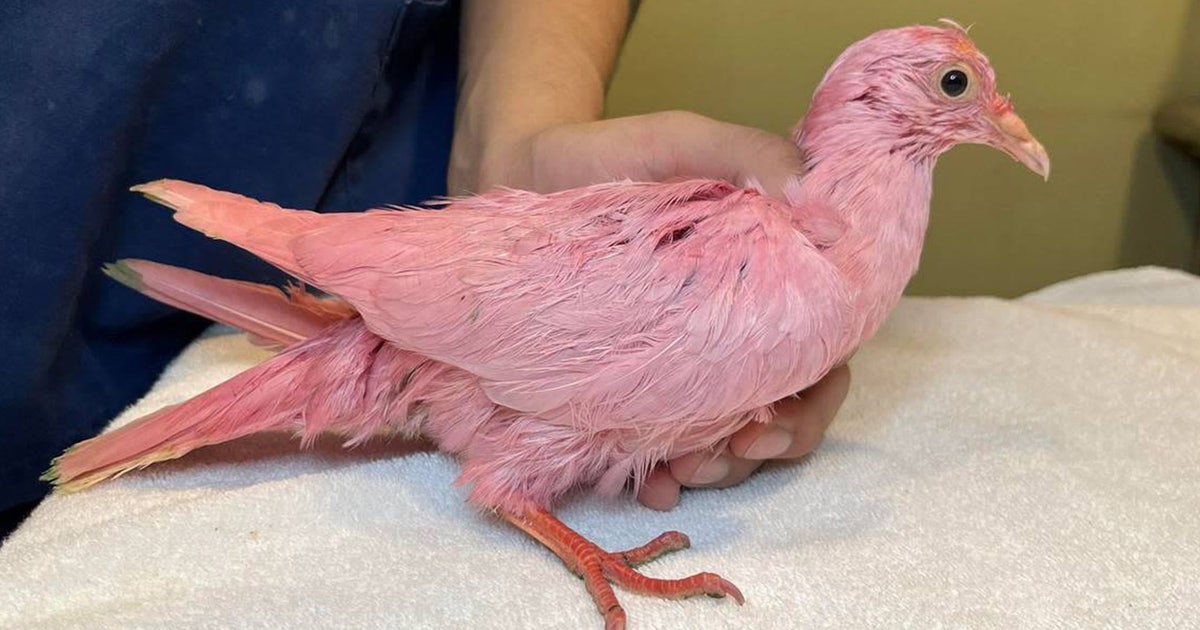 NYC pigeon dyed pink sparks speculation of 'sickening' gender reveal ...
