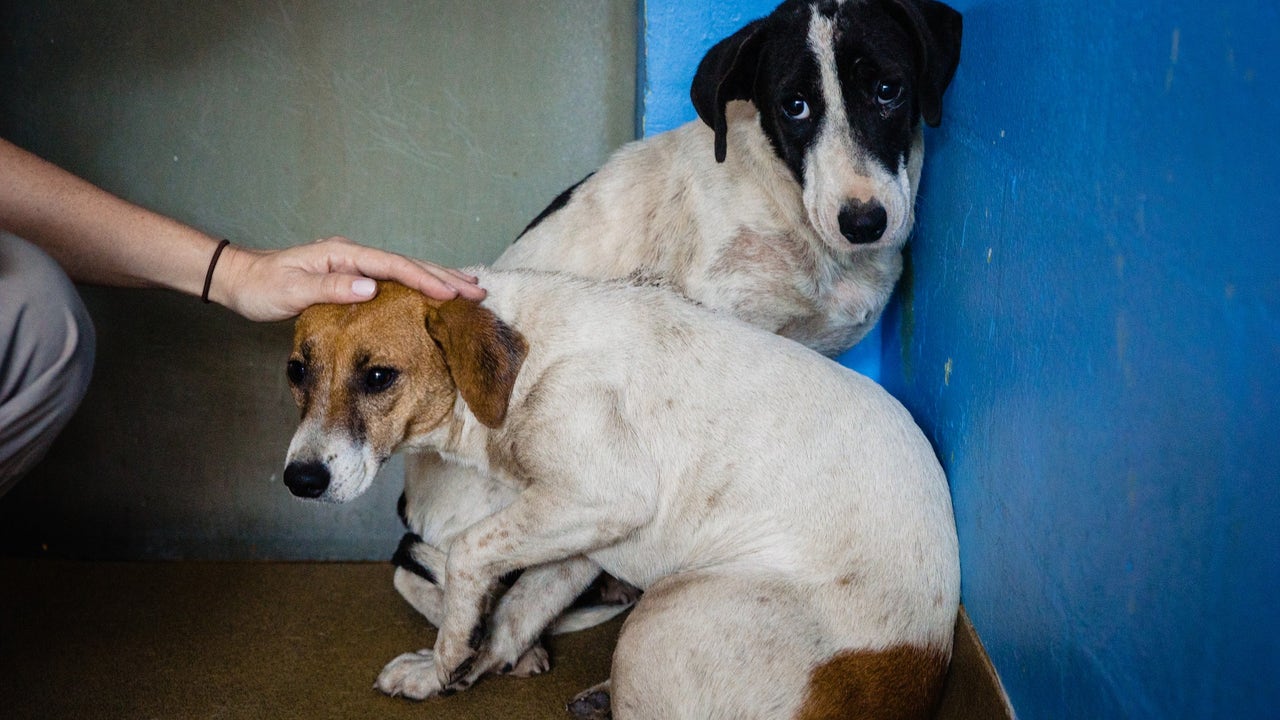 17 dogs surrendered from Orange County home looking for loving families ...