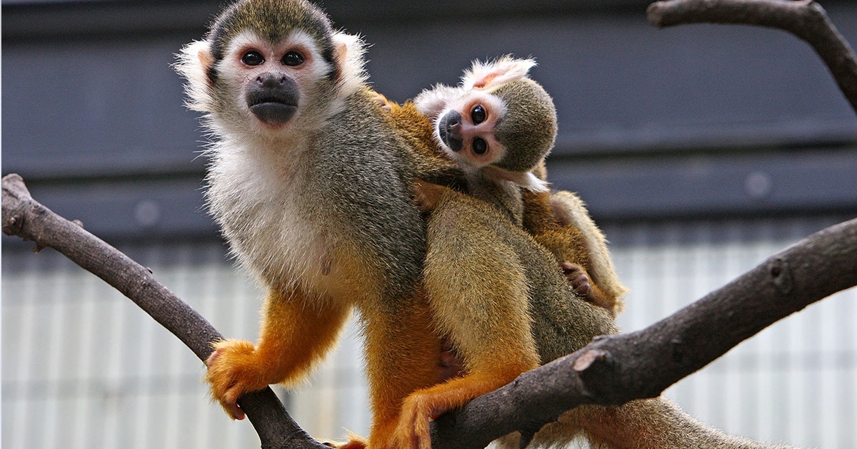 Monkey spotted in Mount Dora neighborhood; HOA issues warning to ...