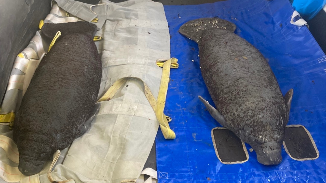 2 small, ailing manatees rescued off Florida coast, FWC says | FOX 35 ...
