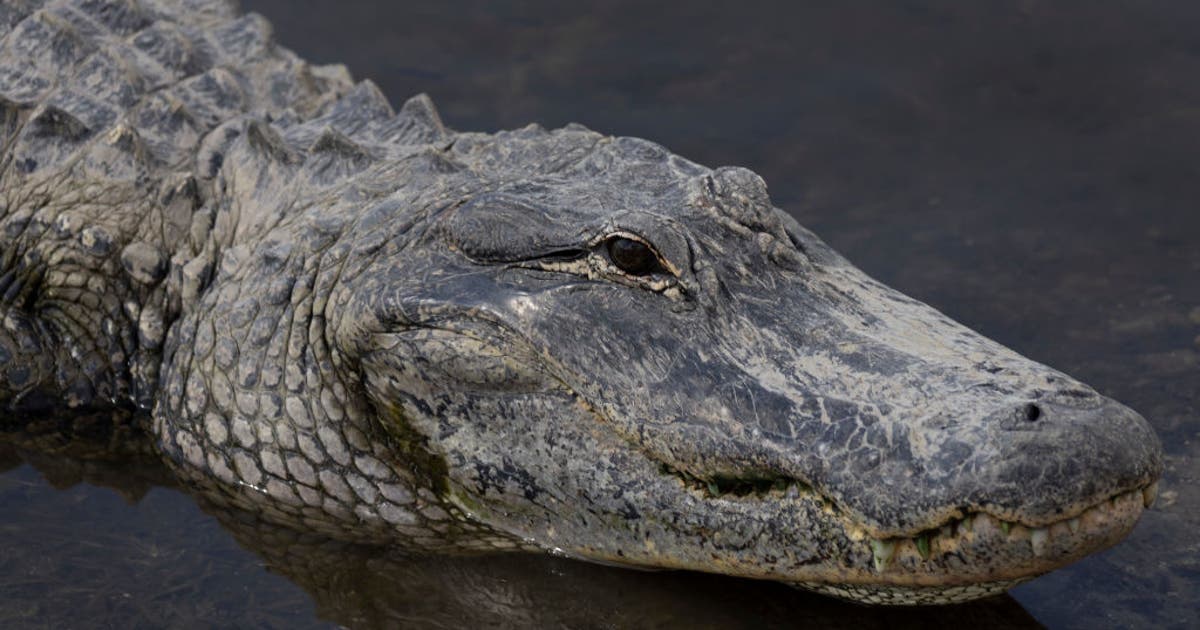 Florida man appears to feed alligator a sandwich in viral video | FOX ...