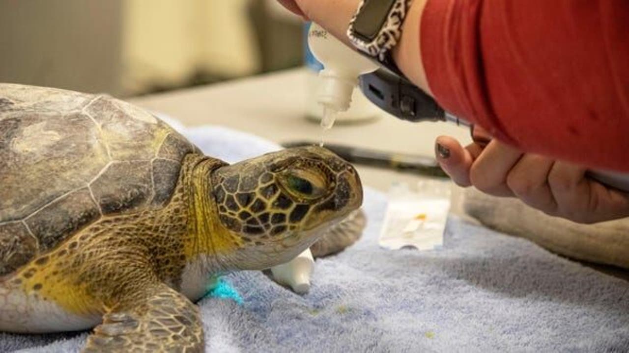 Brevard Zoo working to save endangered turtles infected with form of ...