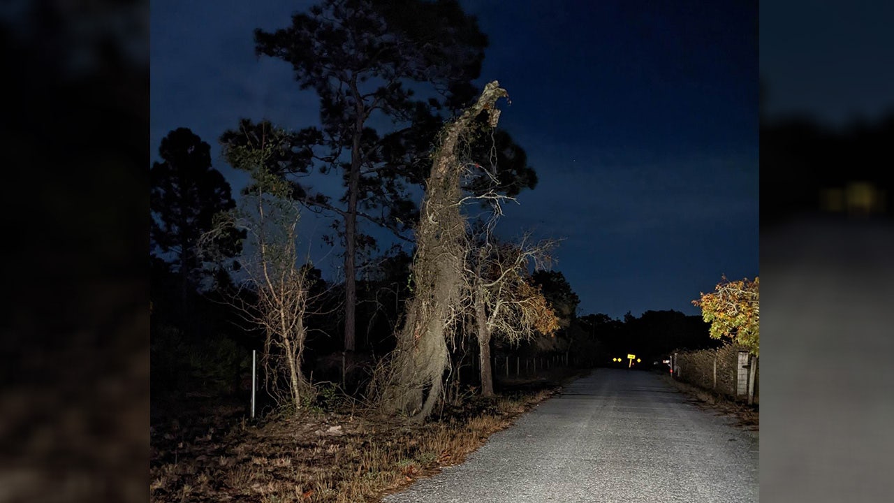 Tree resembling the Grim Reaper terrifies Florida drivers on this road ...