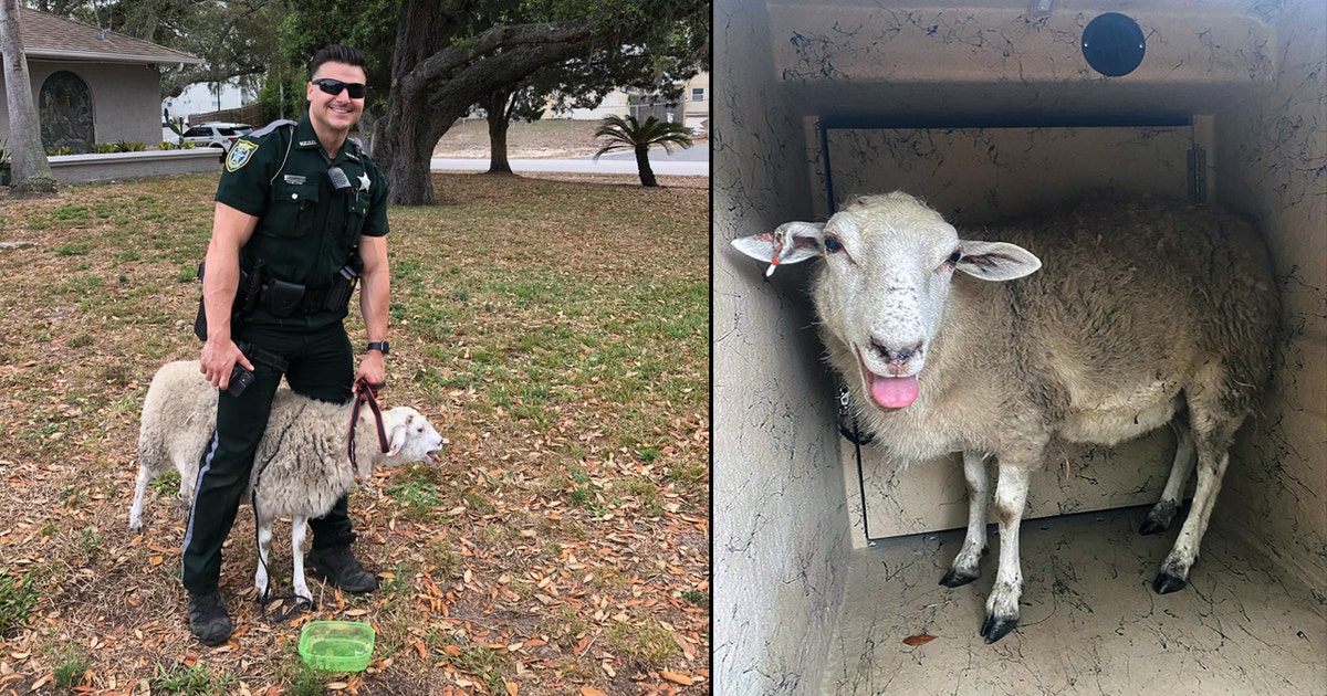 Baaack home, safe and sound: Florida deputies herd escaped sheep | FOX ...