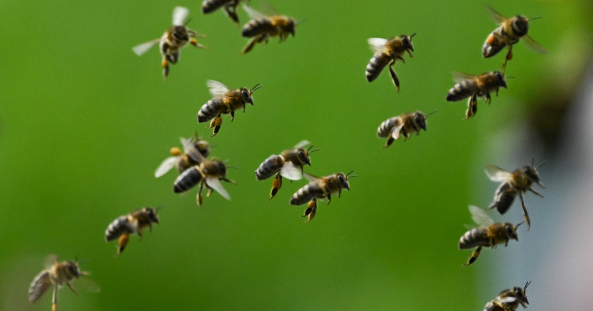 Bee-careful: A million bees swarm Florida highway after semi slams into ...