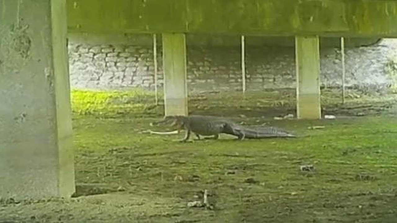 Officials hope to build Florida's first wildlife highway overpass | FOX ...