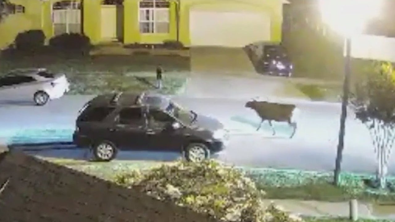 Florida deputies help lost cow wandering around neighborhood late at ...