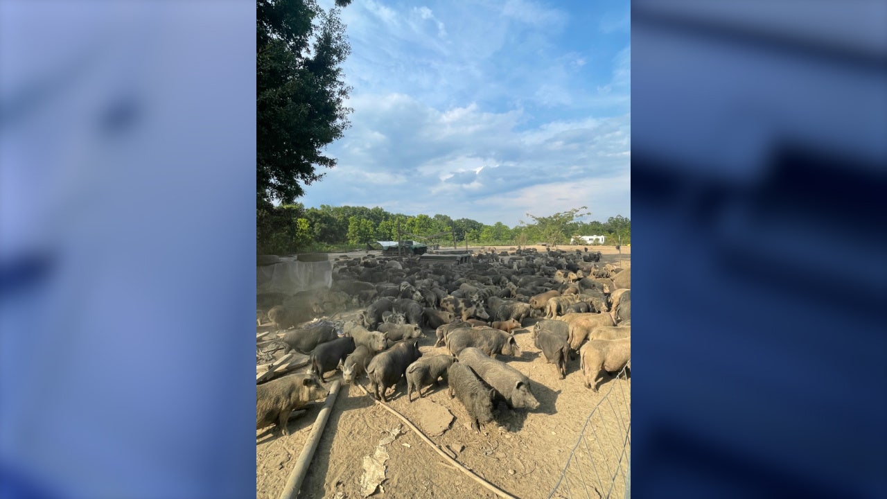 Hundreds of pigs rounded up from overwhelmed Florida animal sanctuary | FOX 35 Orlando