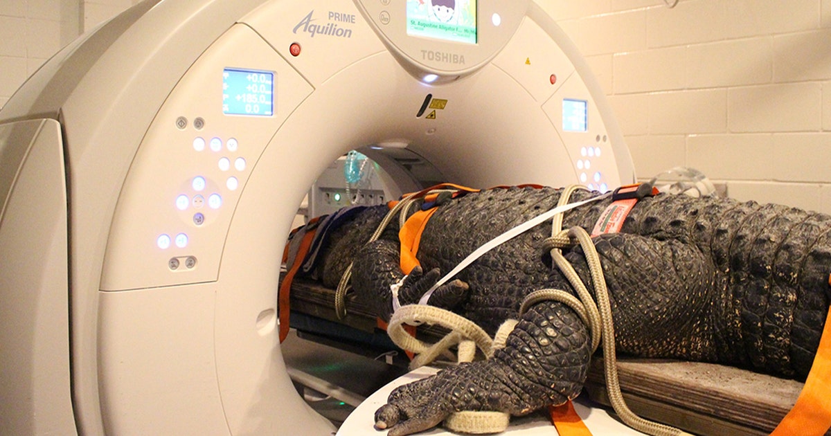 376-pound alligator undergoes CT scan while treated by vets at ...