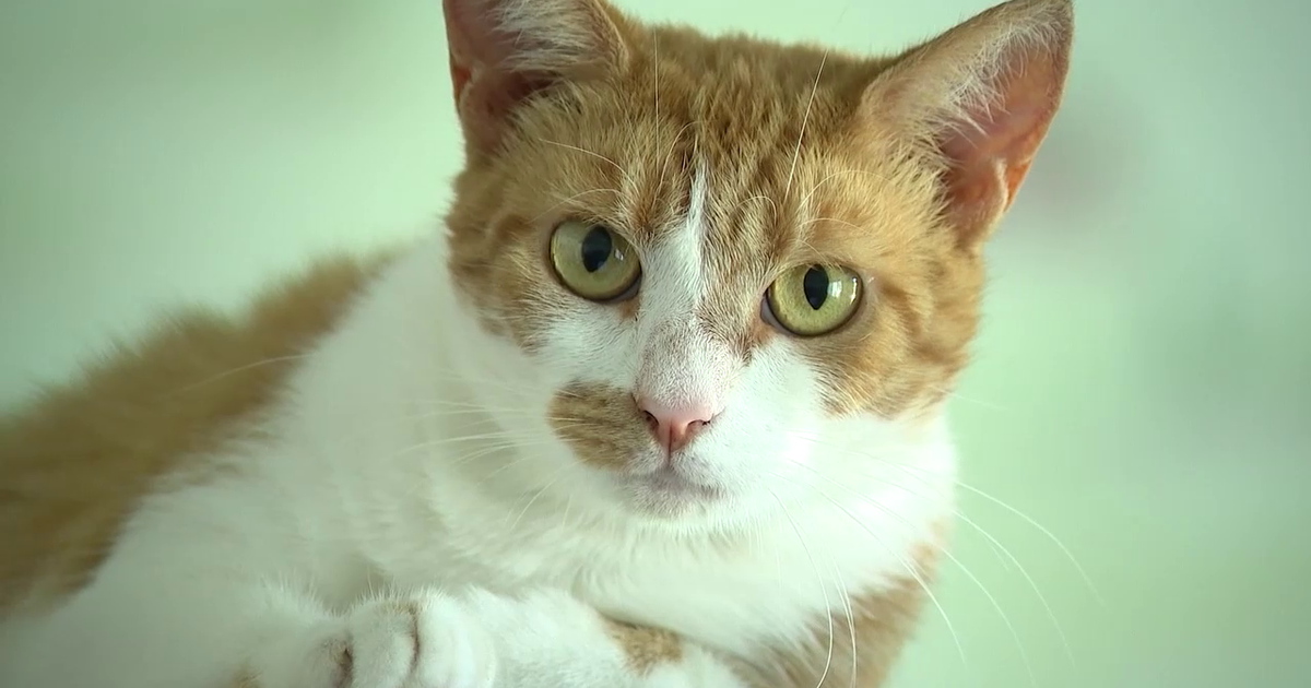 Nearly 100 animals in need of new homes after foreclosure sale in ...