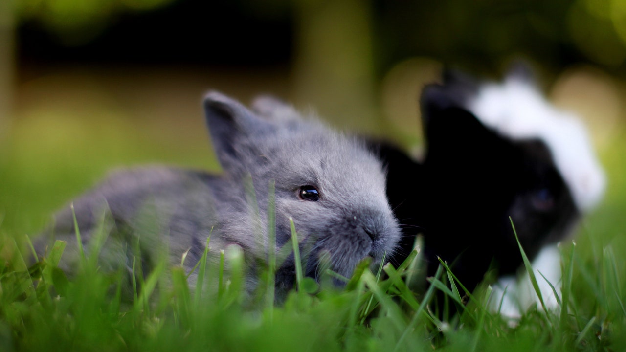 Fuzzy rabbits invade Florida community as neighbors hunt for new owners ...