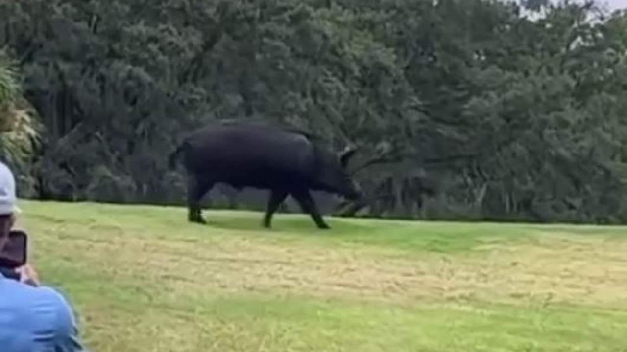 Wild hog steals the show at Florida golf course: 'Just minding its ...