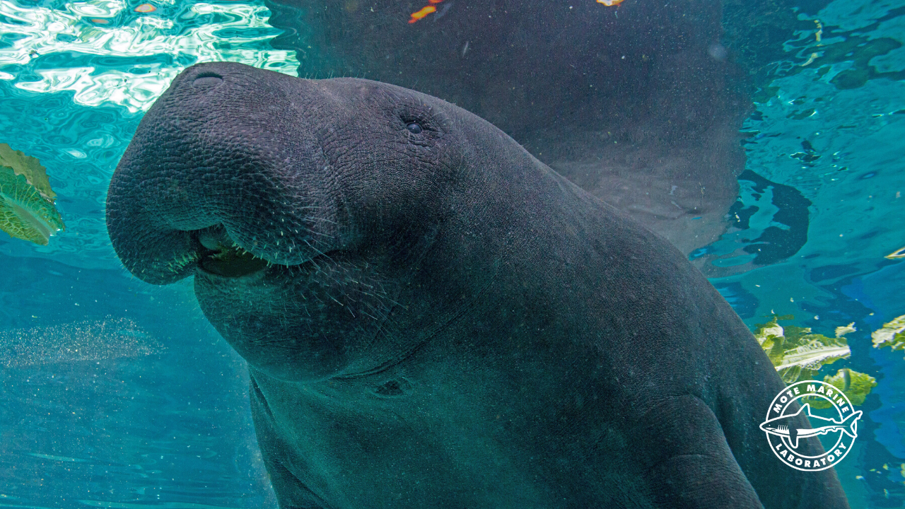 Florida manatee dies after 'heightened' sexual encounter with his ...