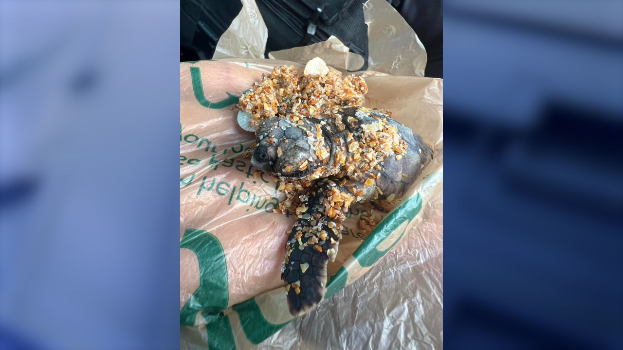 Adorable, sediment-covered, baby sea turtle rescued from Flagler Beach ...