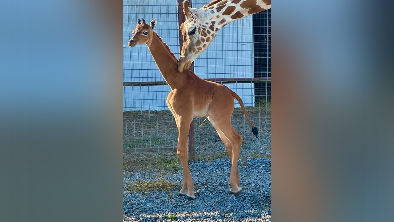 Watch: Rare spotless baby giraffe believed to be only 1 in the world ...