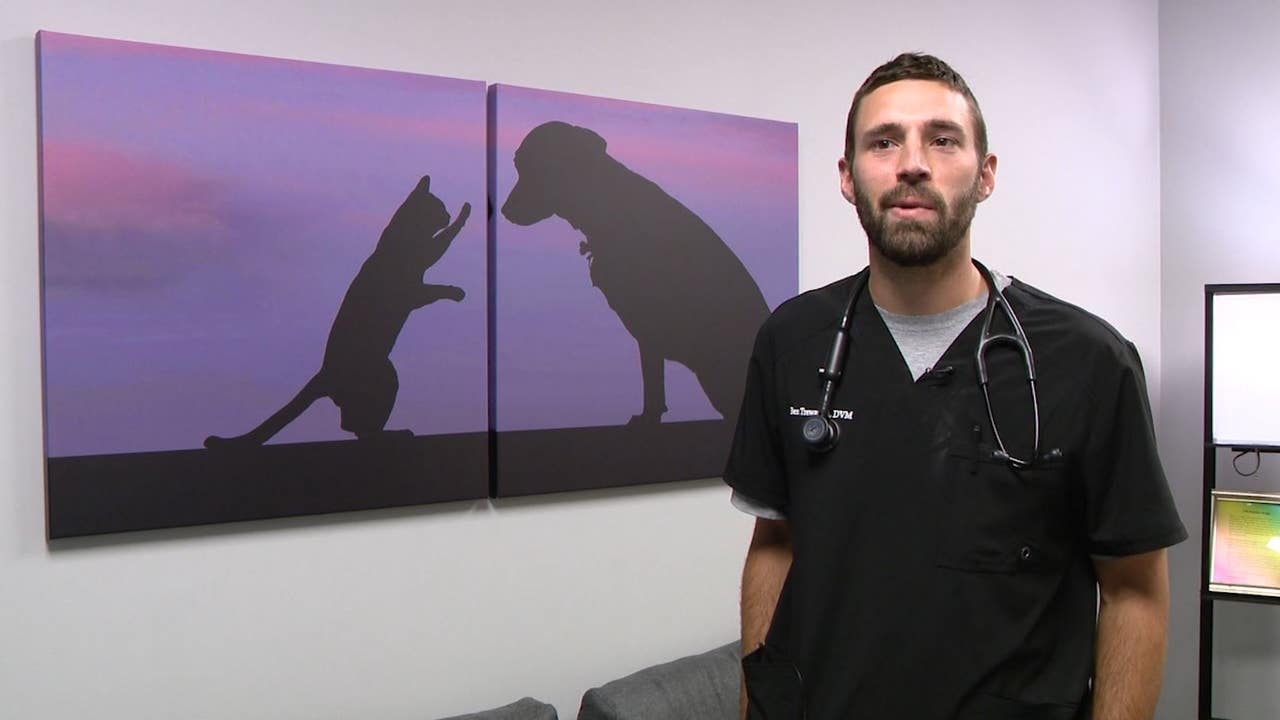 Dog recovering from surgery after bear attacked pup, owner in Longwood ...