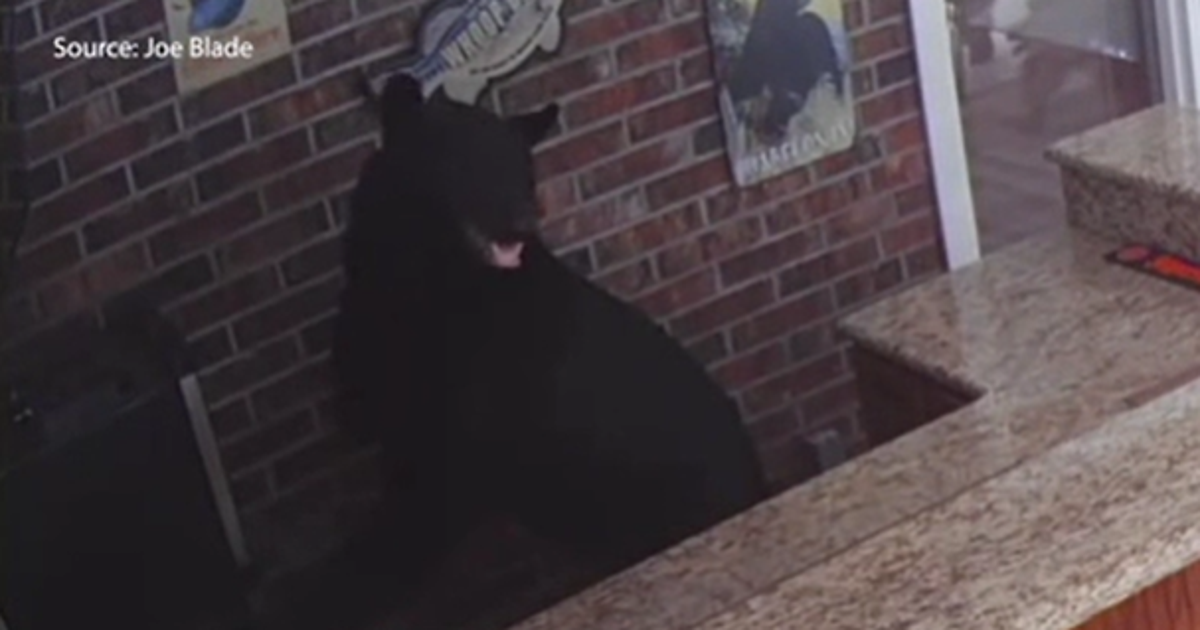 Viral 3-legged bear ‘Tripod’ isn’t alone: FWC says 2 similar bears ...