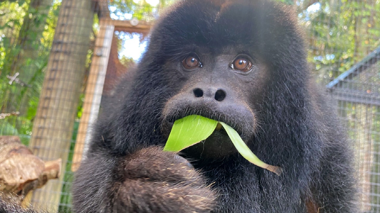 'A joy to work with him': Brevard Zoo announces death of howler monkey ...