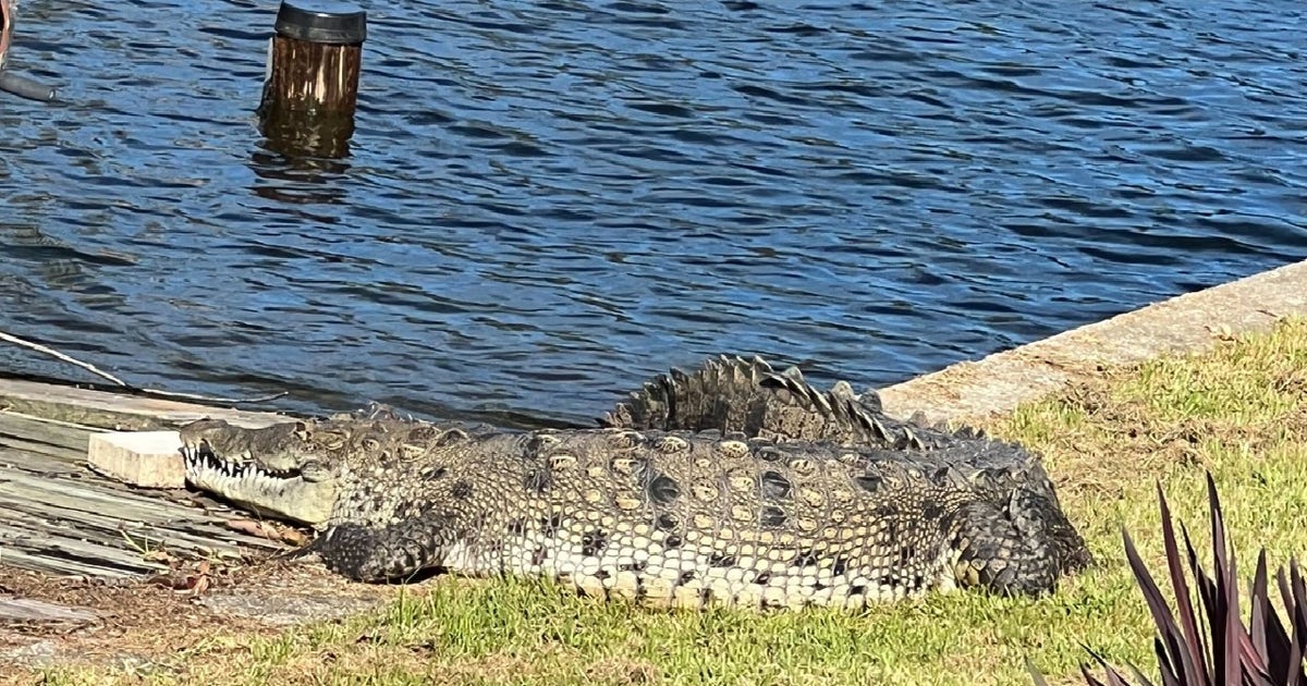 Recurring crocodile in Brevard County reportedly kills dog | FOX 35 Orlando