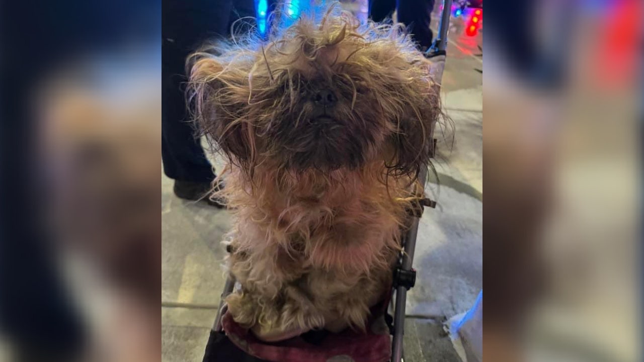 Florida dog found in ‘really bad shape’ looks completely unrecognizable ...