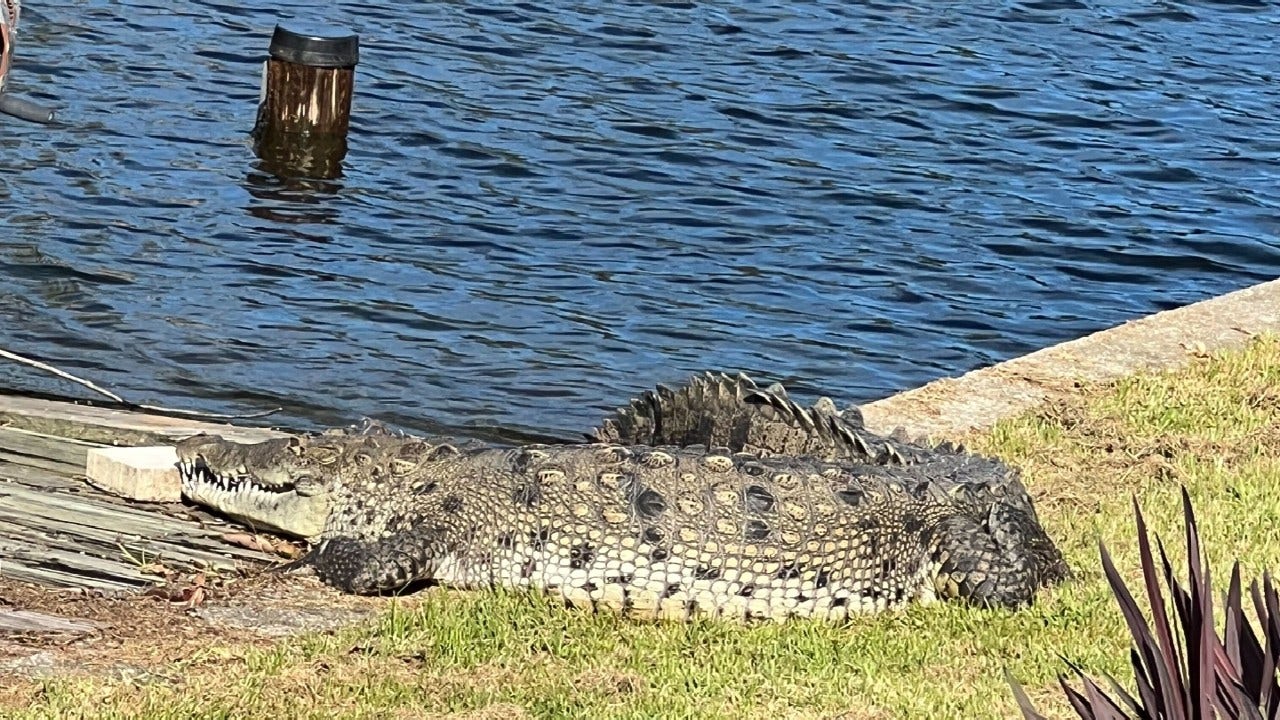 Florida ‘Crocodile Whisperer’ uses controversial method to fight ...