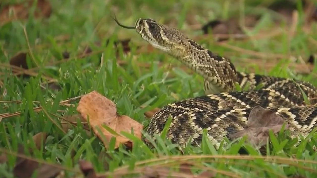 Florida boy finds venomous snake in Wekiwa Springs yard: ‘Thought it ...
