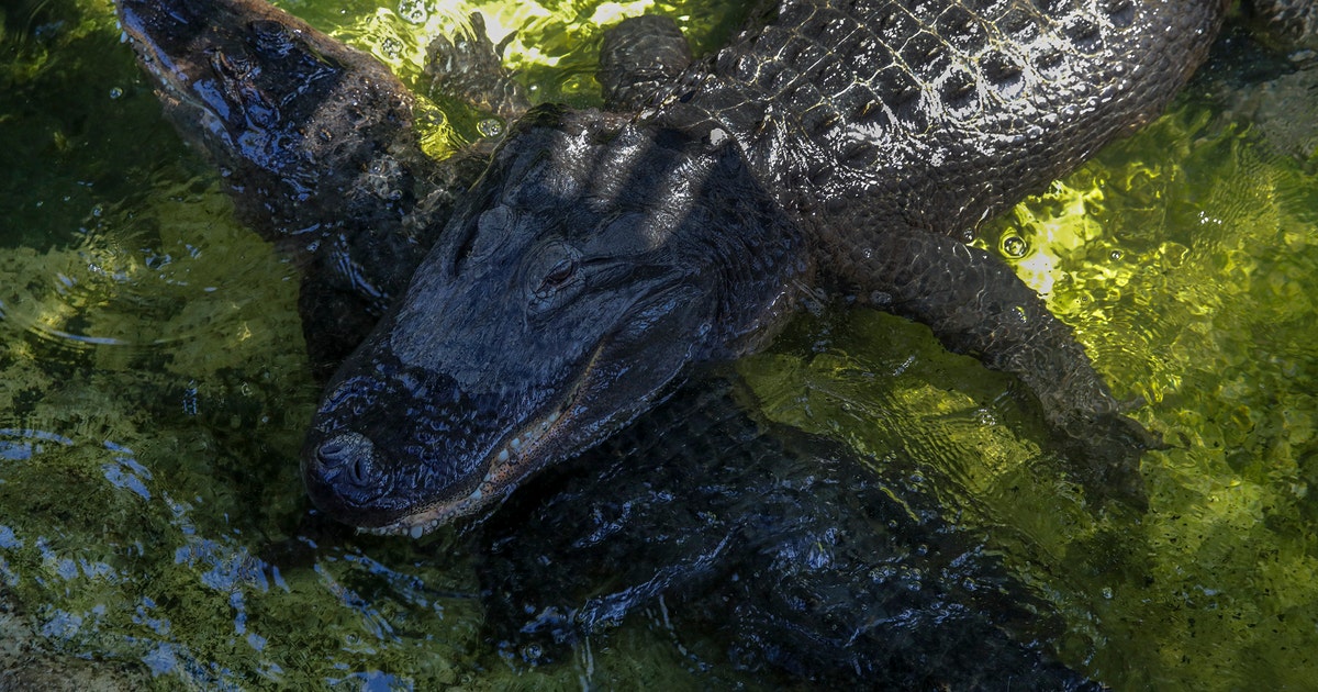 7 Florida lakes rank among the ‘most alligator-infested’ in the US ...