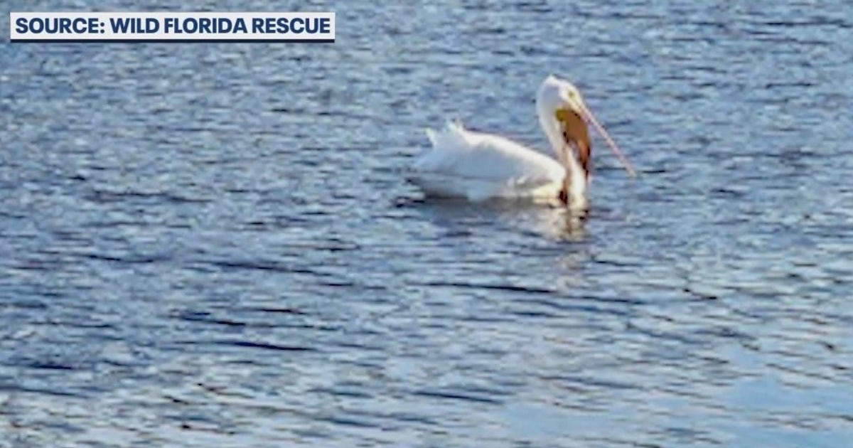 Pelican with severed beak starving as Wild Florida Rescue attempts to ...