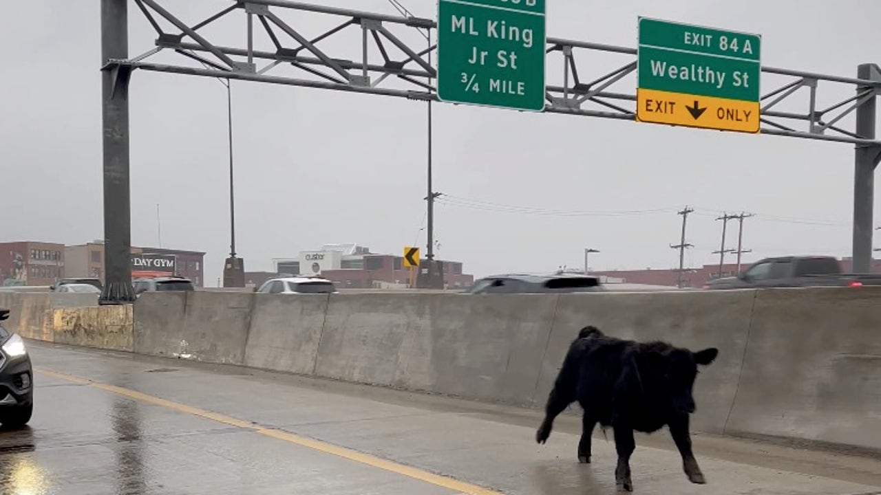 ‘There’s a cow in the road’: Cow runs wild on Grand Rapids freeway ...