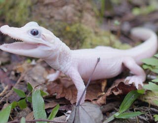 white alligator