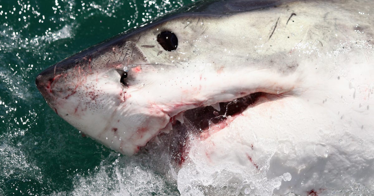 Massive 1,437-pound shark pings off Florida’s coast | FOX 35 Orlando